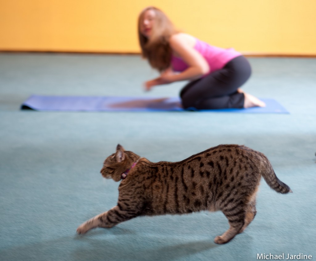 Vous aimez les chats et le yoga? Vous allez adorer! - CAT APART