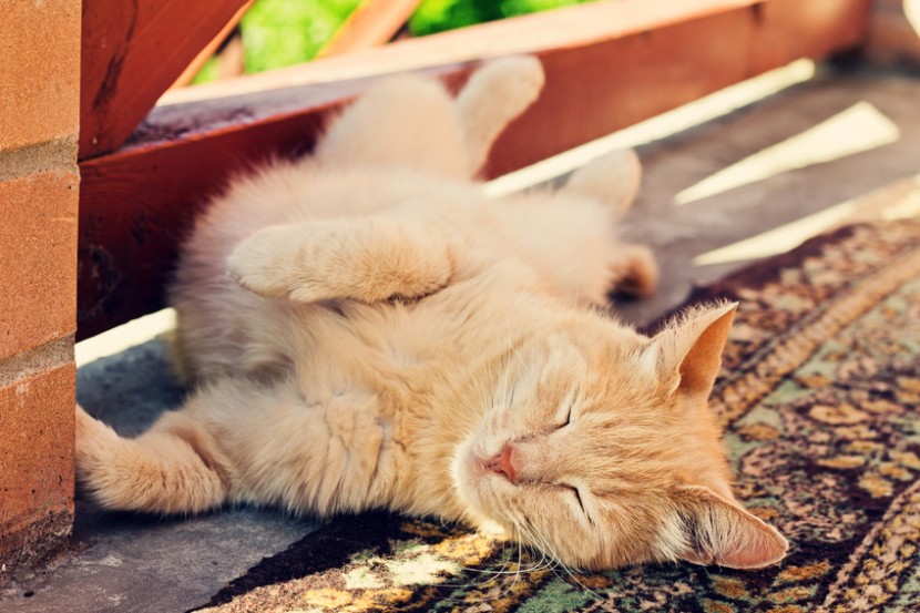 Comment m’organiser avec mon chat pendant les vacances d’été ? - CAT APART