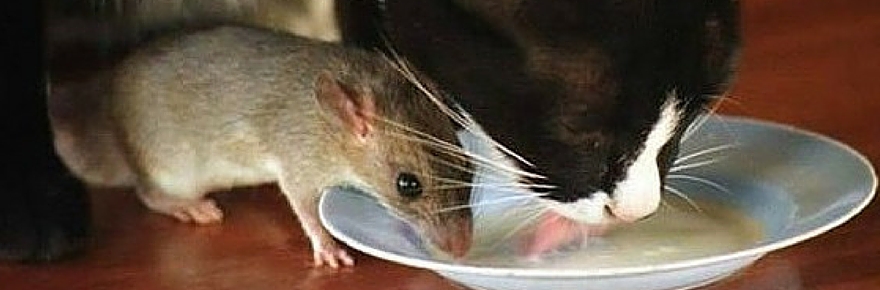 Ces chats et leur souris sont les meilleurs amis du monde ! | CAT APART
