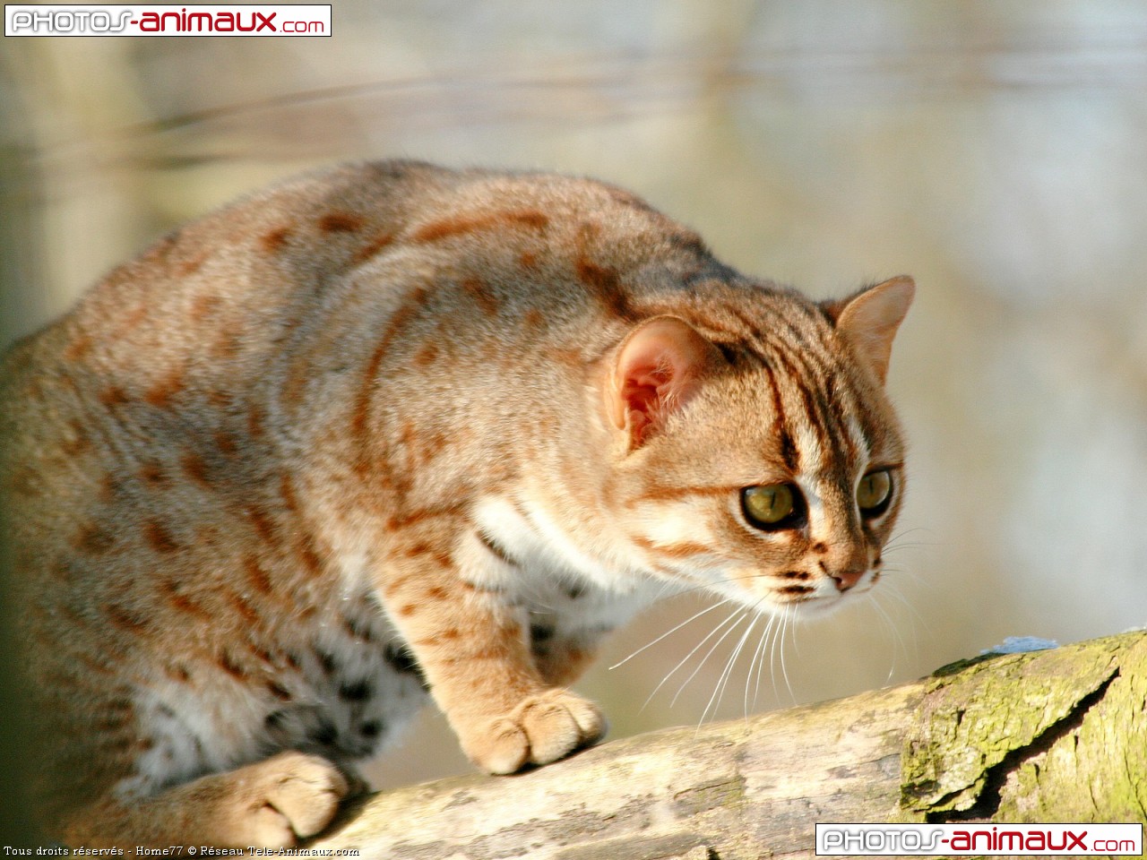 Découvrez 10 très belles rares de chats sauvages méconnus - CAT APART